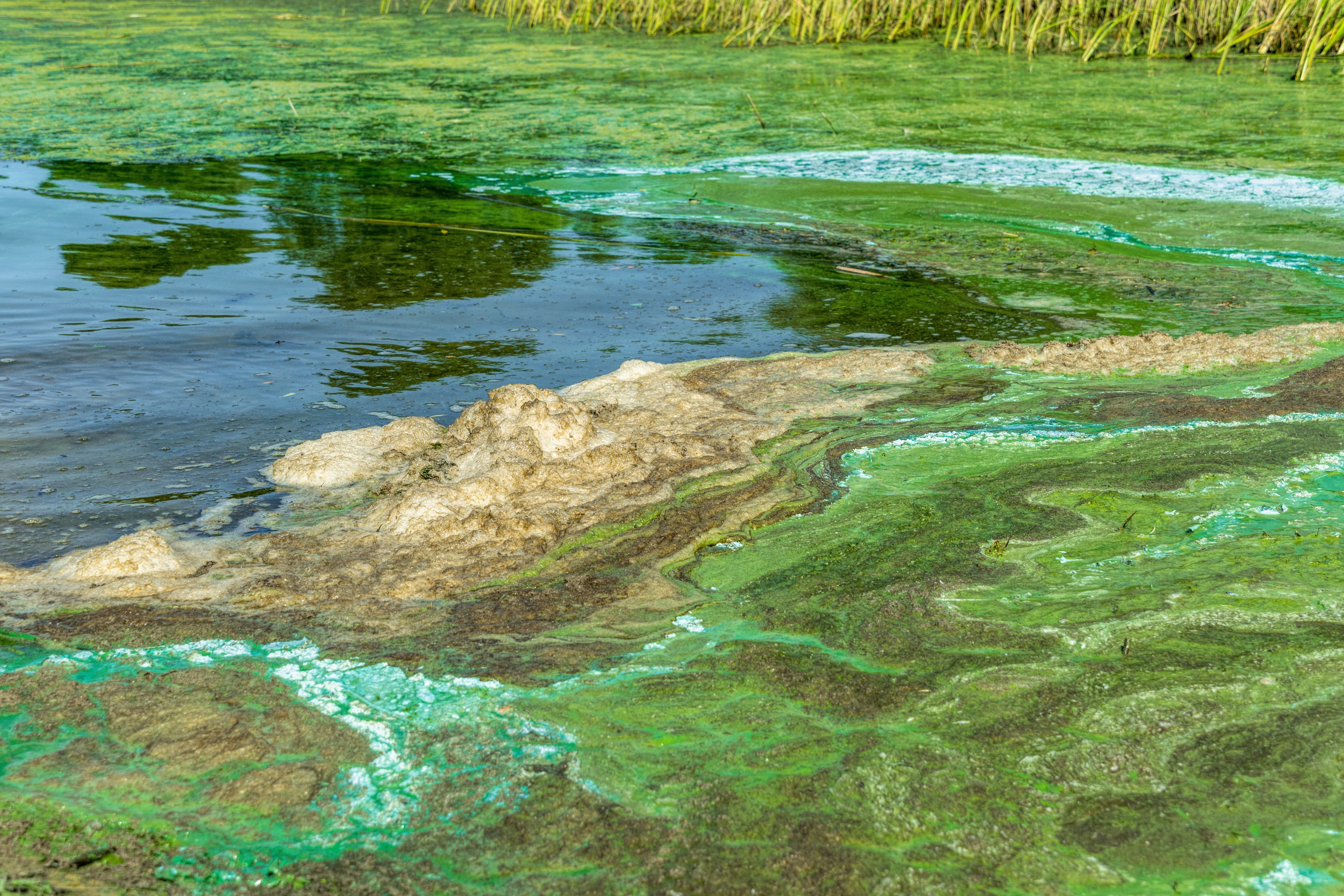 Senator Rachel May's Bill to Combat Harmful Algal Blooms Passes Senate ...