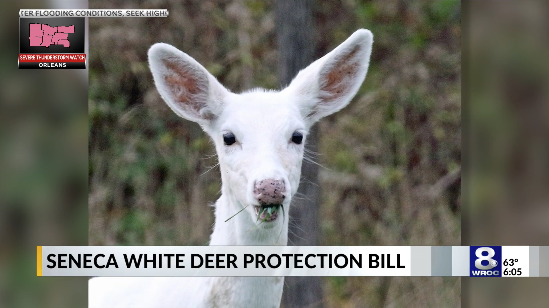 Bill aims to protect rare white deer herd at former Seneca Army Depot ...