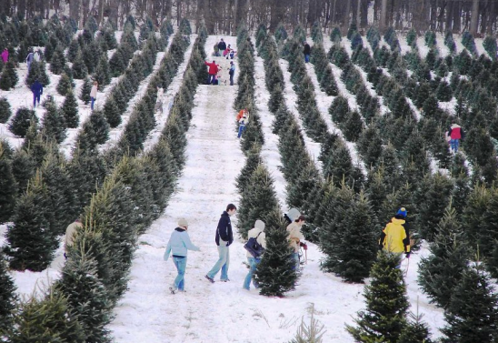'Pining' for that Perfect Christmas Tree | NYSenate.gov