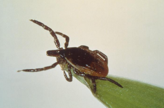 As Summer Continues, Take Charge Against Ticks | NYSenate.gov