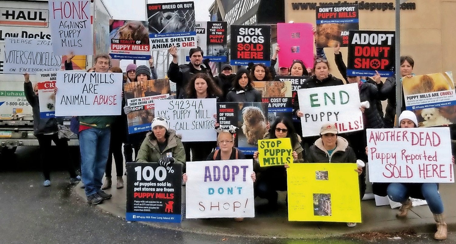 Brooks, McDonough Sponsor State Puppy Mill Ban | NYSenate.gov