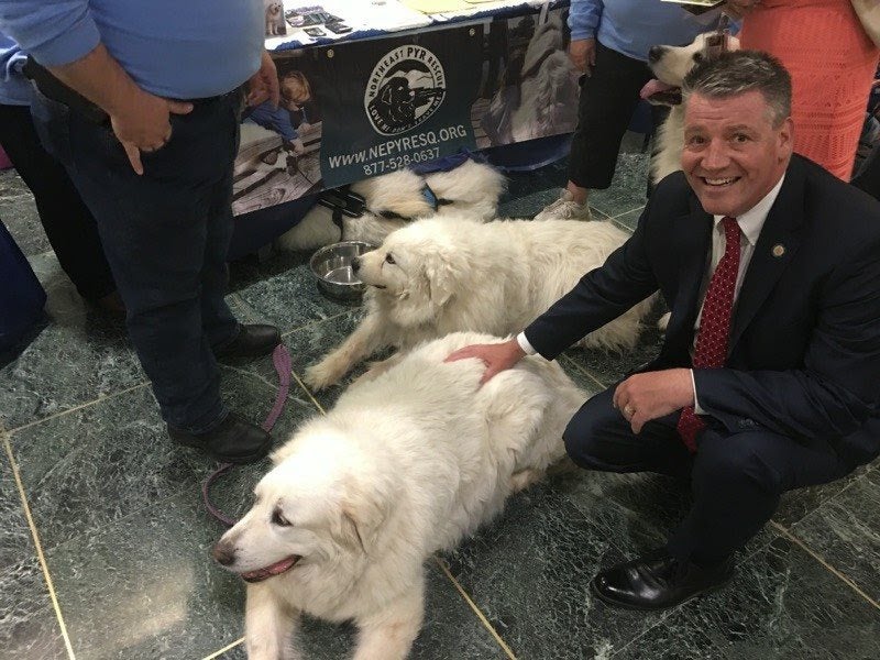 Senator Murphy: Animal Abusers Barking Up The Wrong Tree | NYSenate.gov