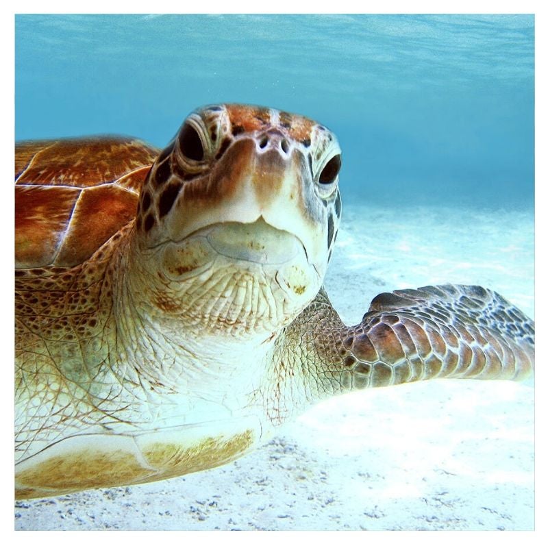 Bill to Establish the Marine Mammal and Sea Turtle Protection Area ...
